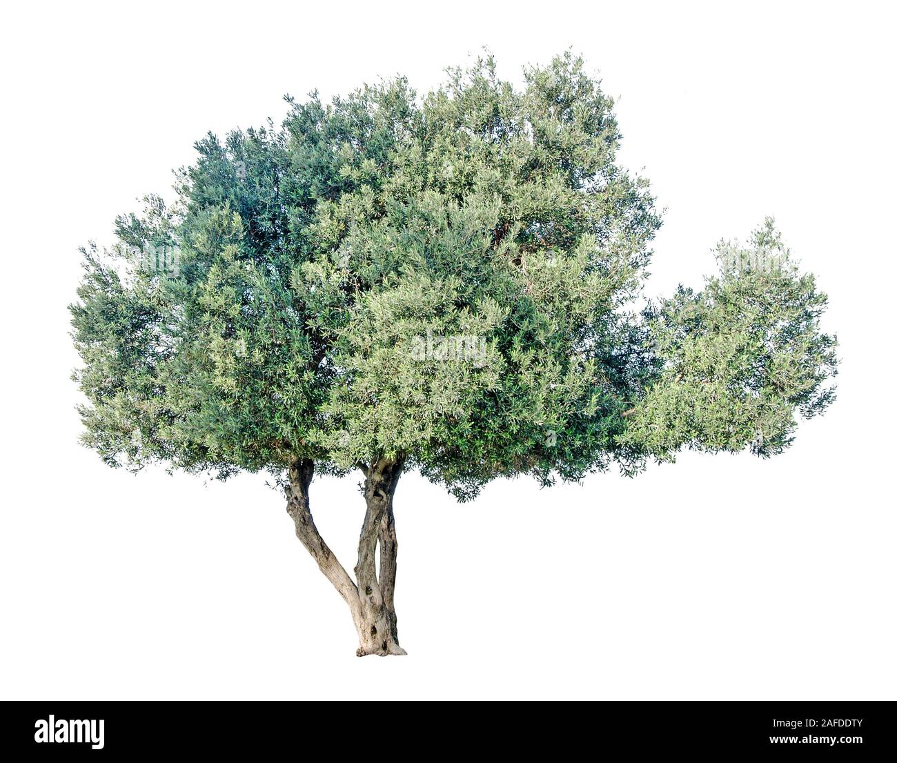 Ornamental olive tree Cut Out Stock Images & Pictures - Alamy