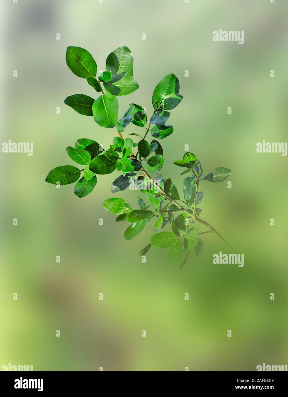 Eucalyptus sapling hi-res stock photography and images - Alamy