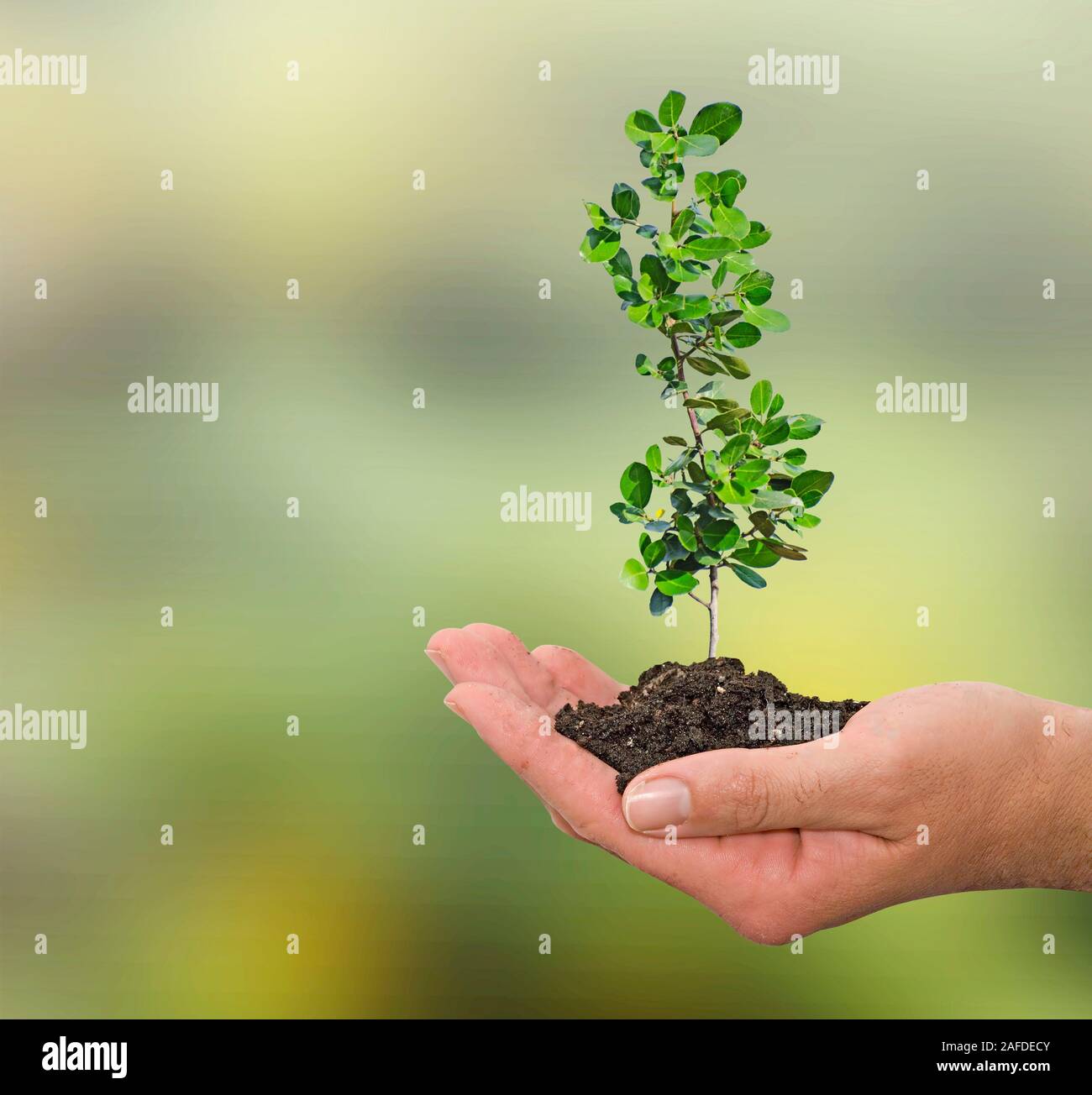 Sapling in hand Stock Photo - Alamy