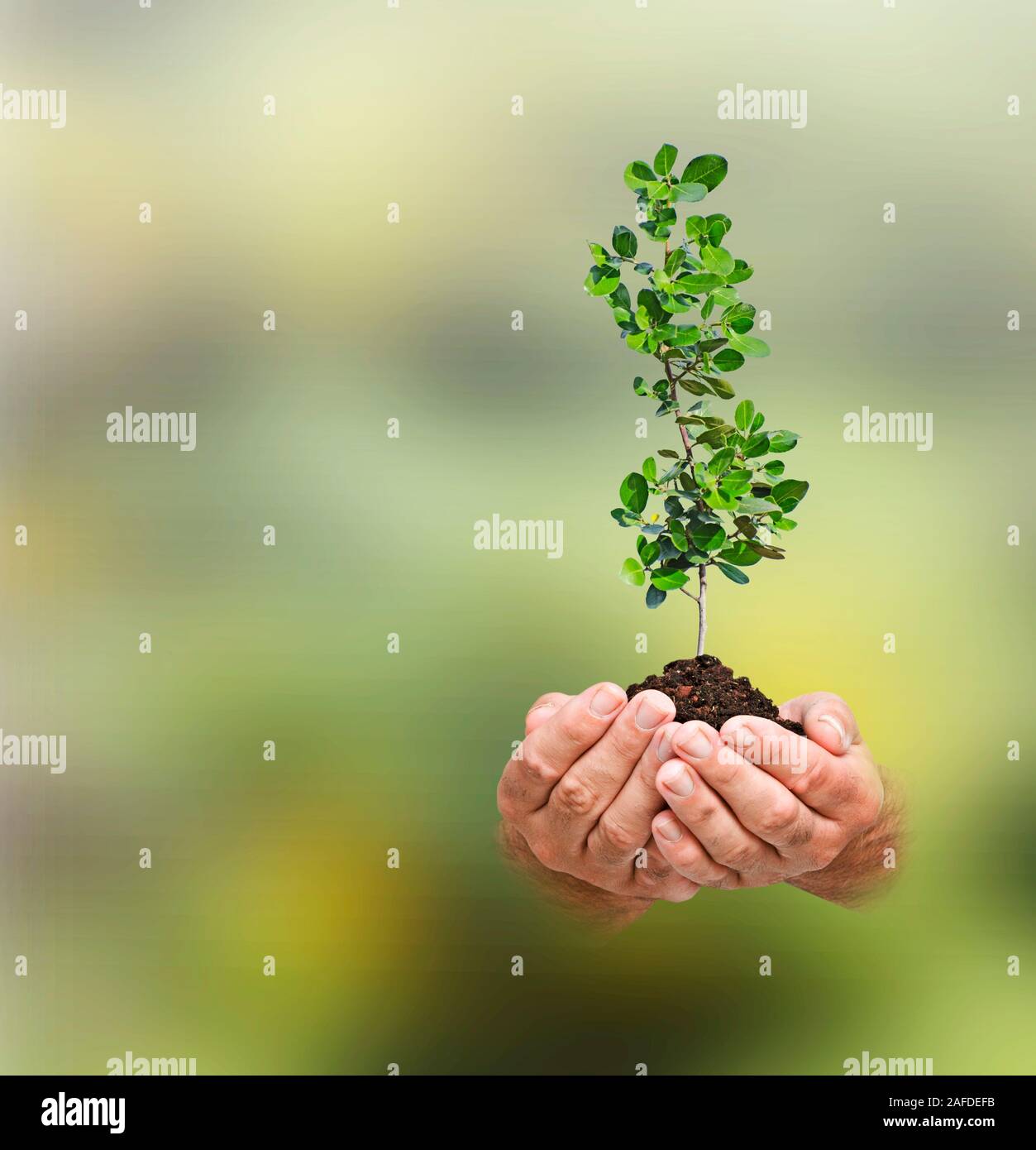 Sapling in hand Stock Photo - Alamy
