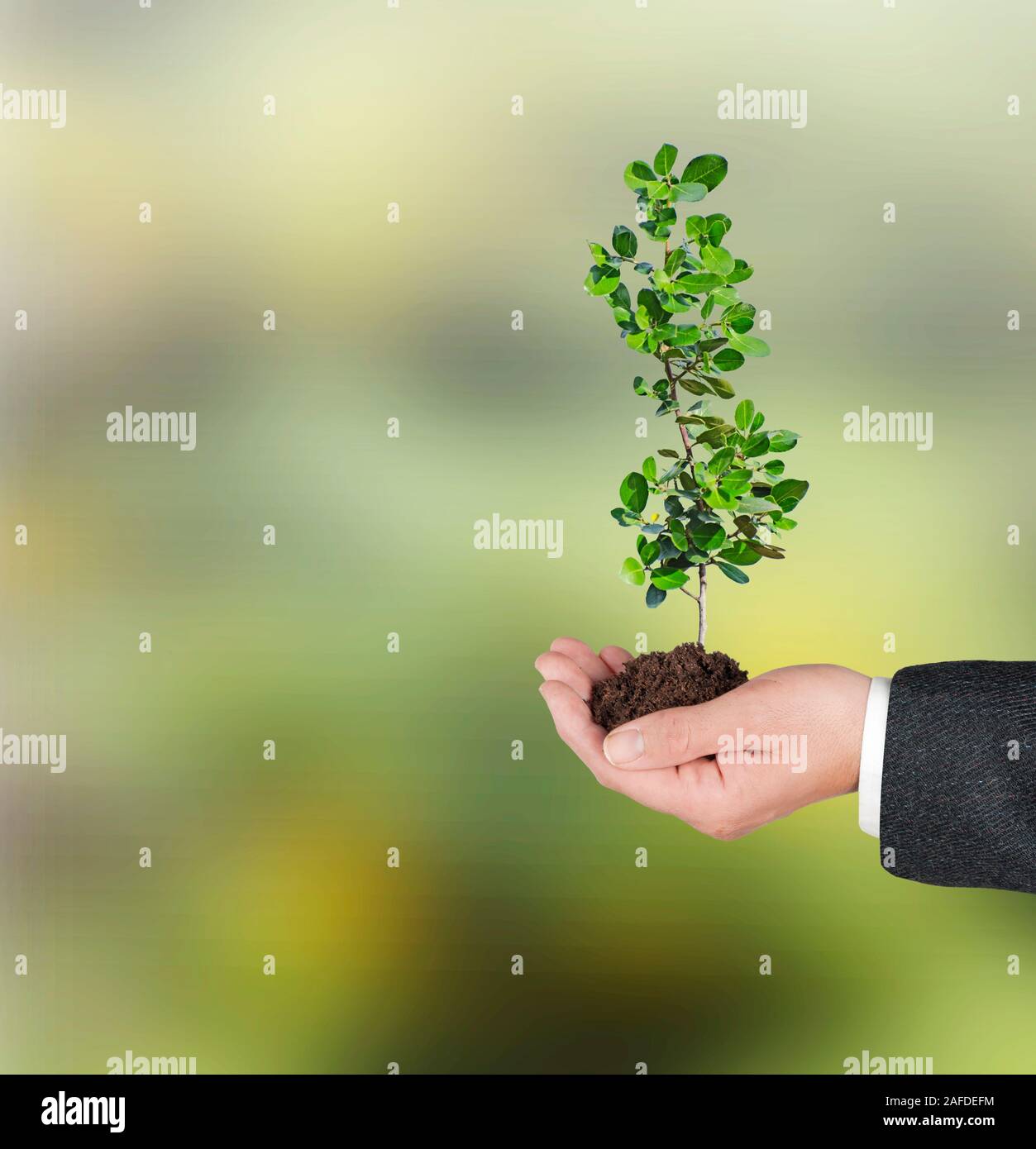 Sapling in hand Stock Photo - Alamy