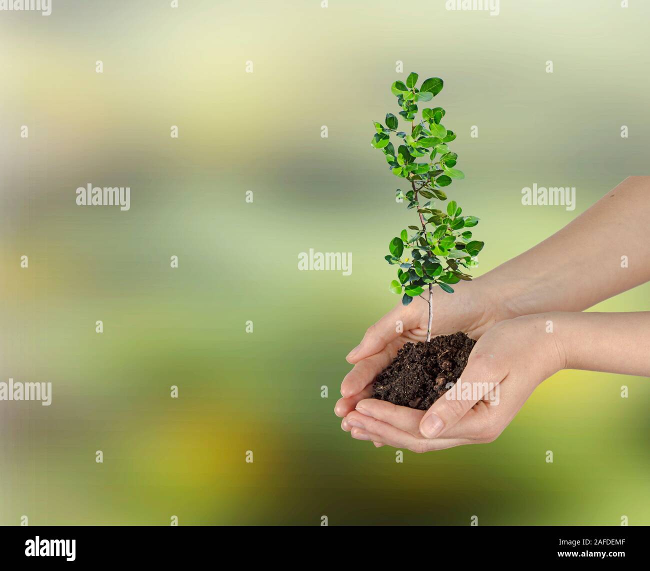 Sapling in hands Stock Photo - Alamy