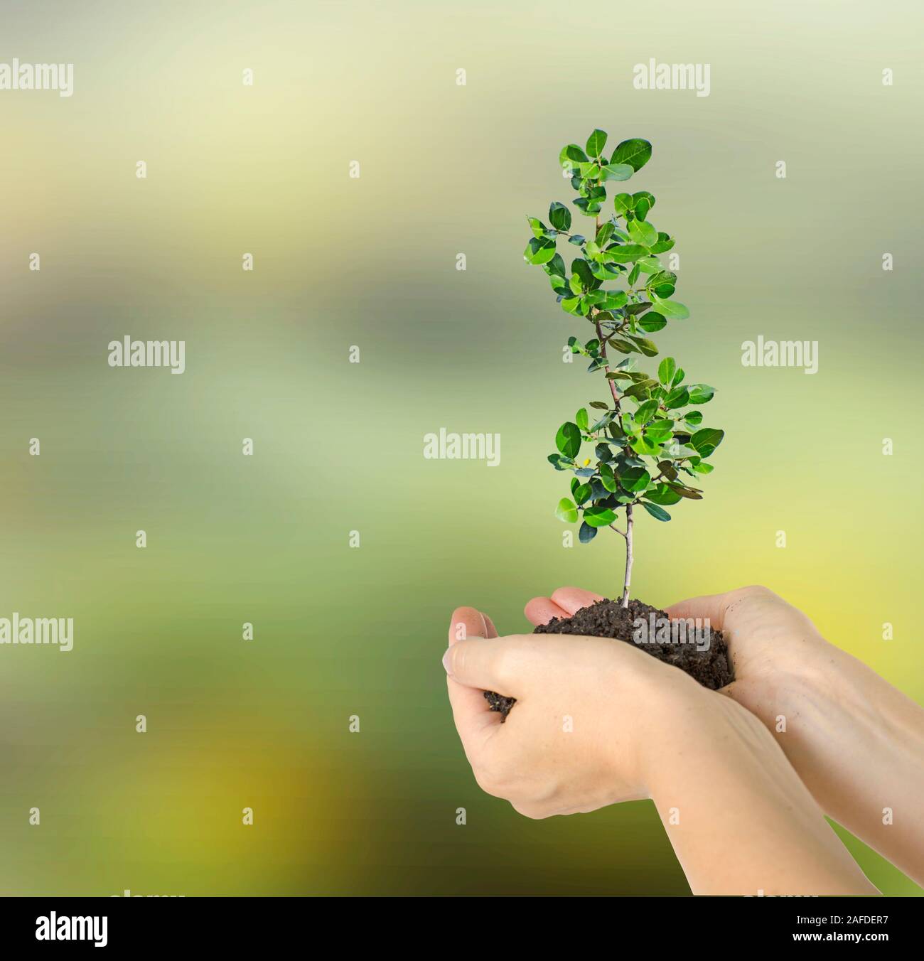 Sapling in hands Stock Photo - Alamy