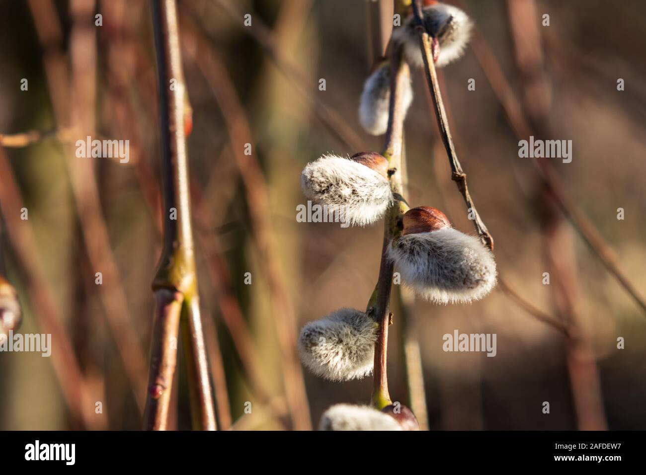 Pussy willow in detail at spring time Stock Photo - Alamy