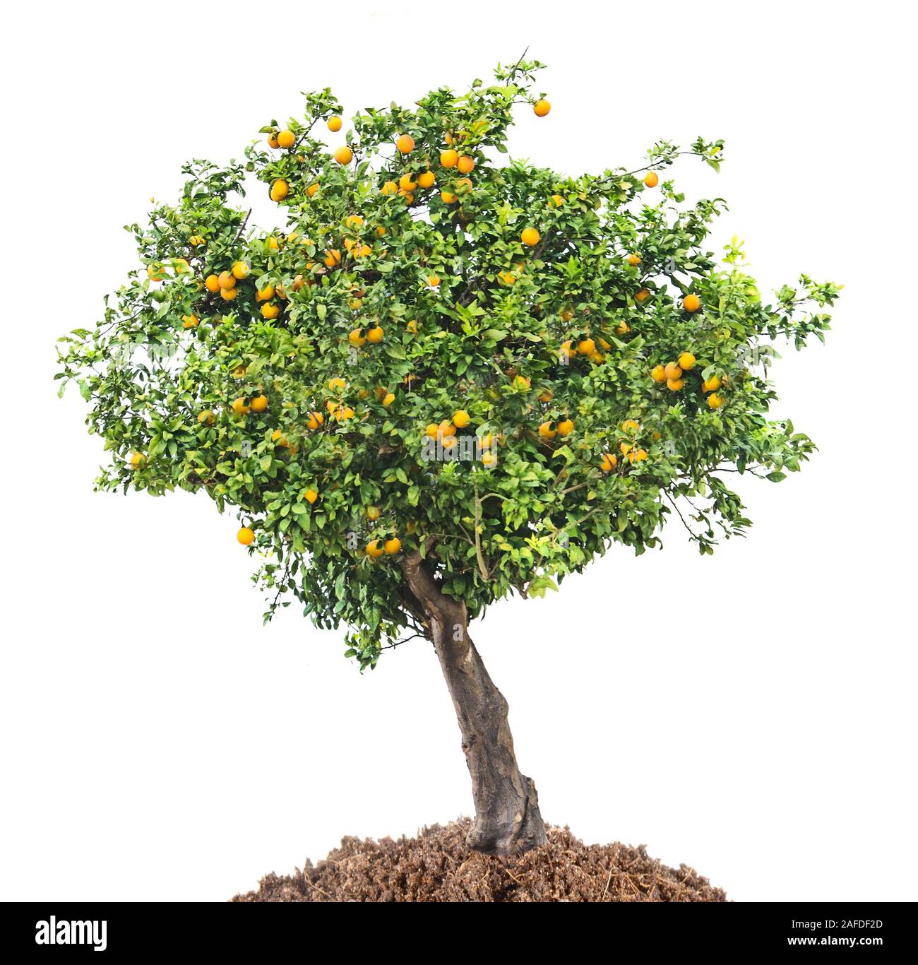 citrus tree on white background Stock Photo - Alamy
