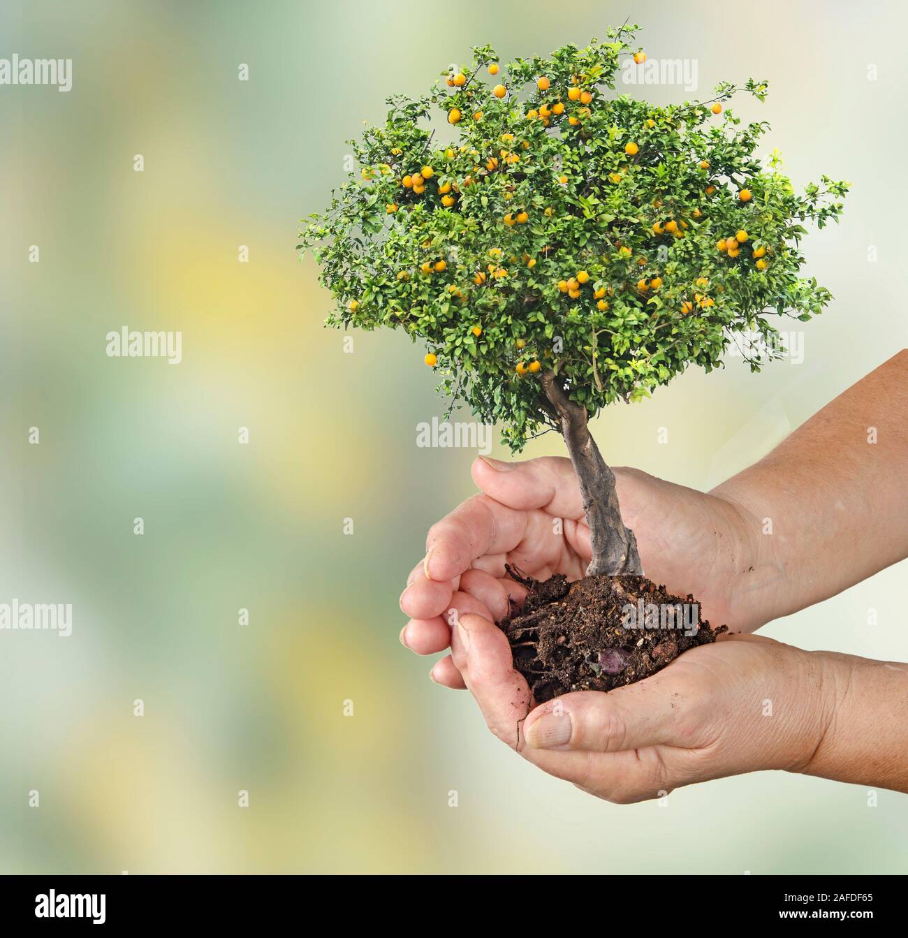 Orange tree in hands Stock Photo - Alamy