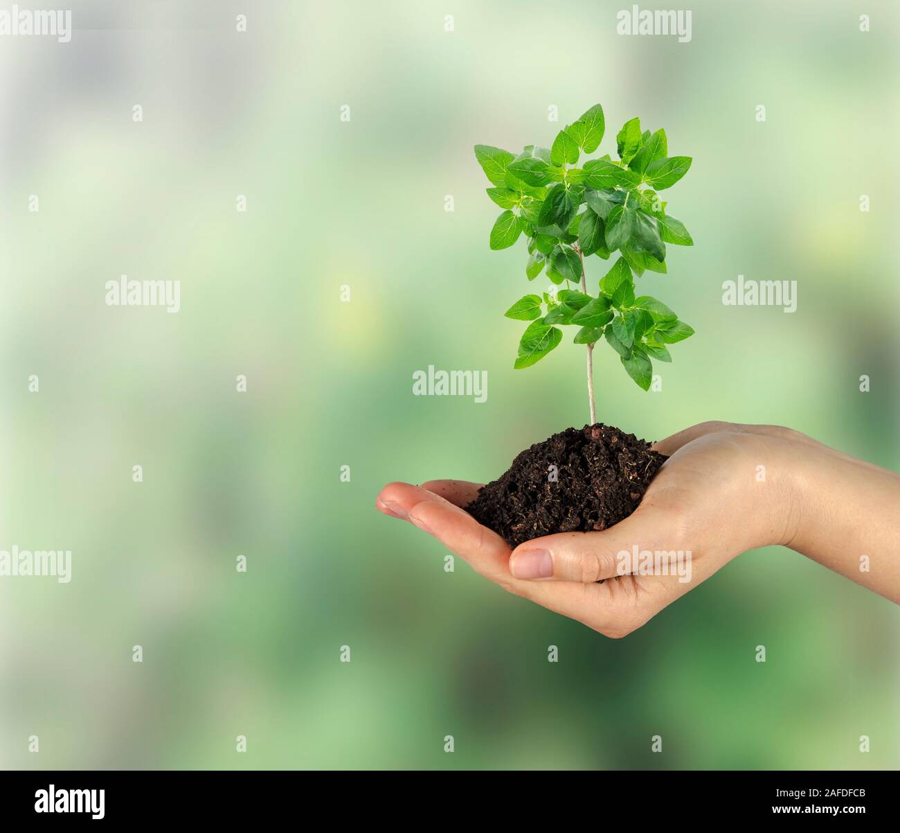 Sapling in hand Stock Photo - Alamy