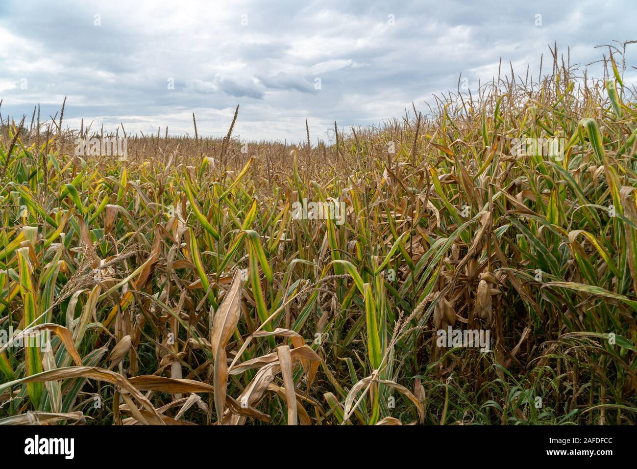 Old Corny High Resolution Stock Photography and Images - Alamy
