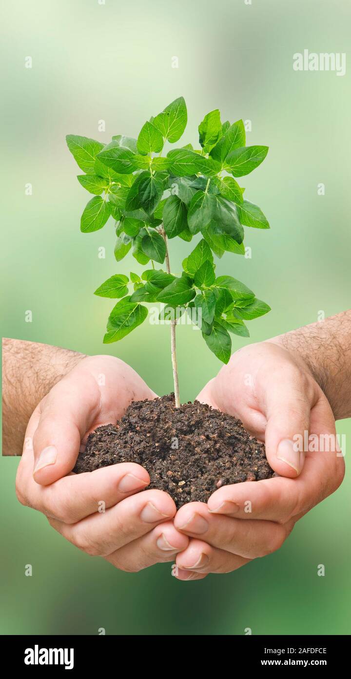 Sapling in hands Stock Photo - Alamy