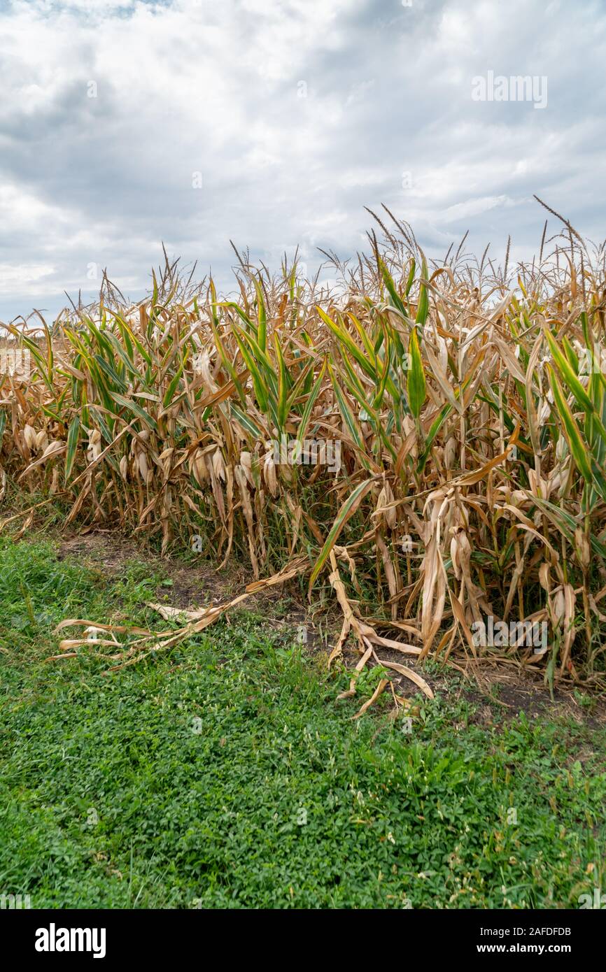 Old corn in cornfield with stalks and ears grown and dry in Germany ...