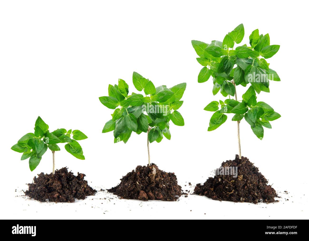 Saplings on white background Stock Photo - Alamy