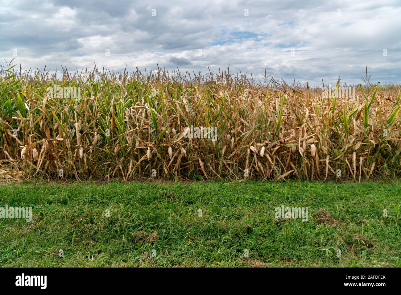 Old corny hi-res stock photography and images - Alamy