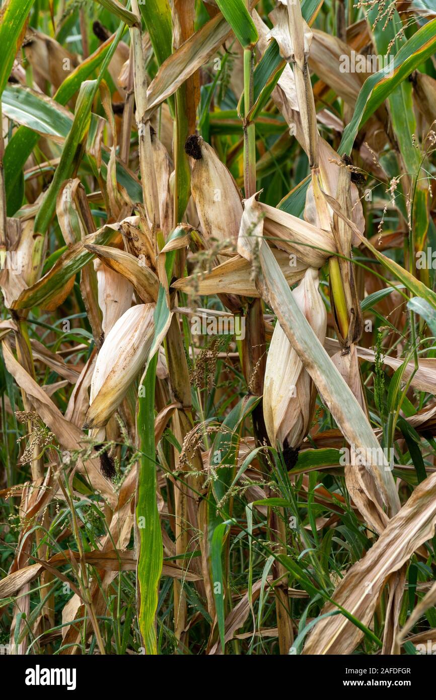 Old Corny High Resolution Stock Photography and Images - Alamy