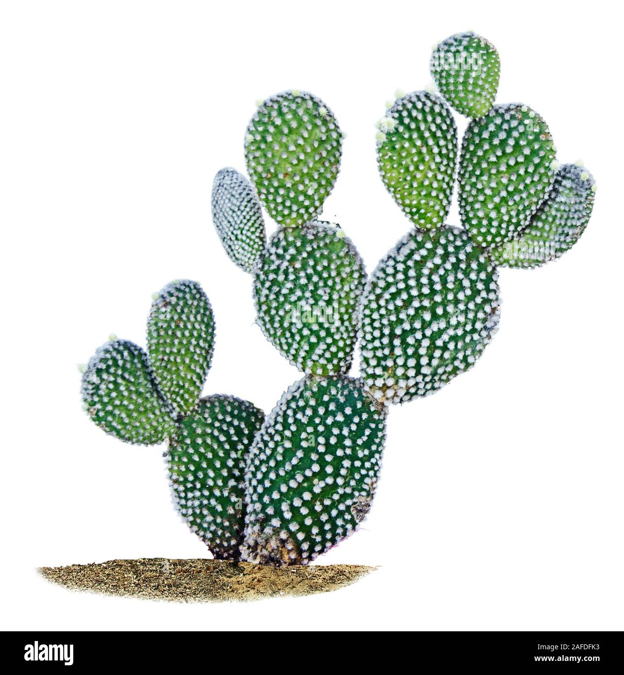 cactus isolated on white background Stock Photo - Alamy