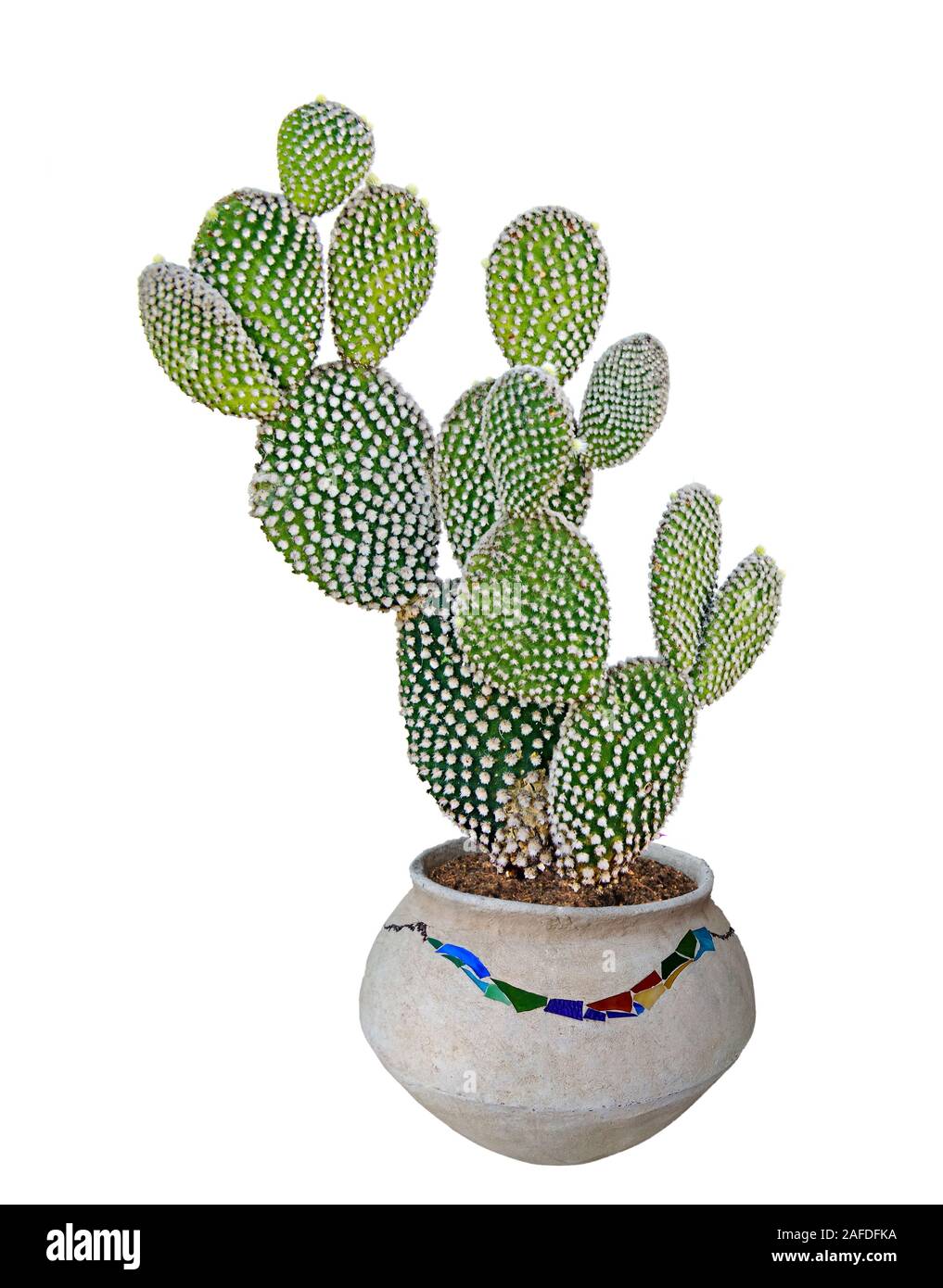 cactus isolated on white background Stock Photo - Alamy