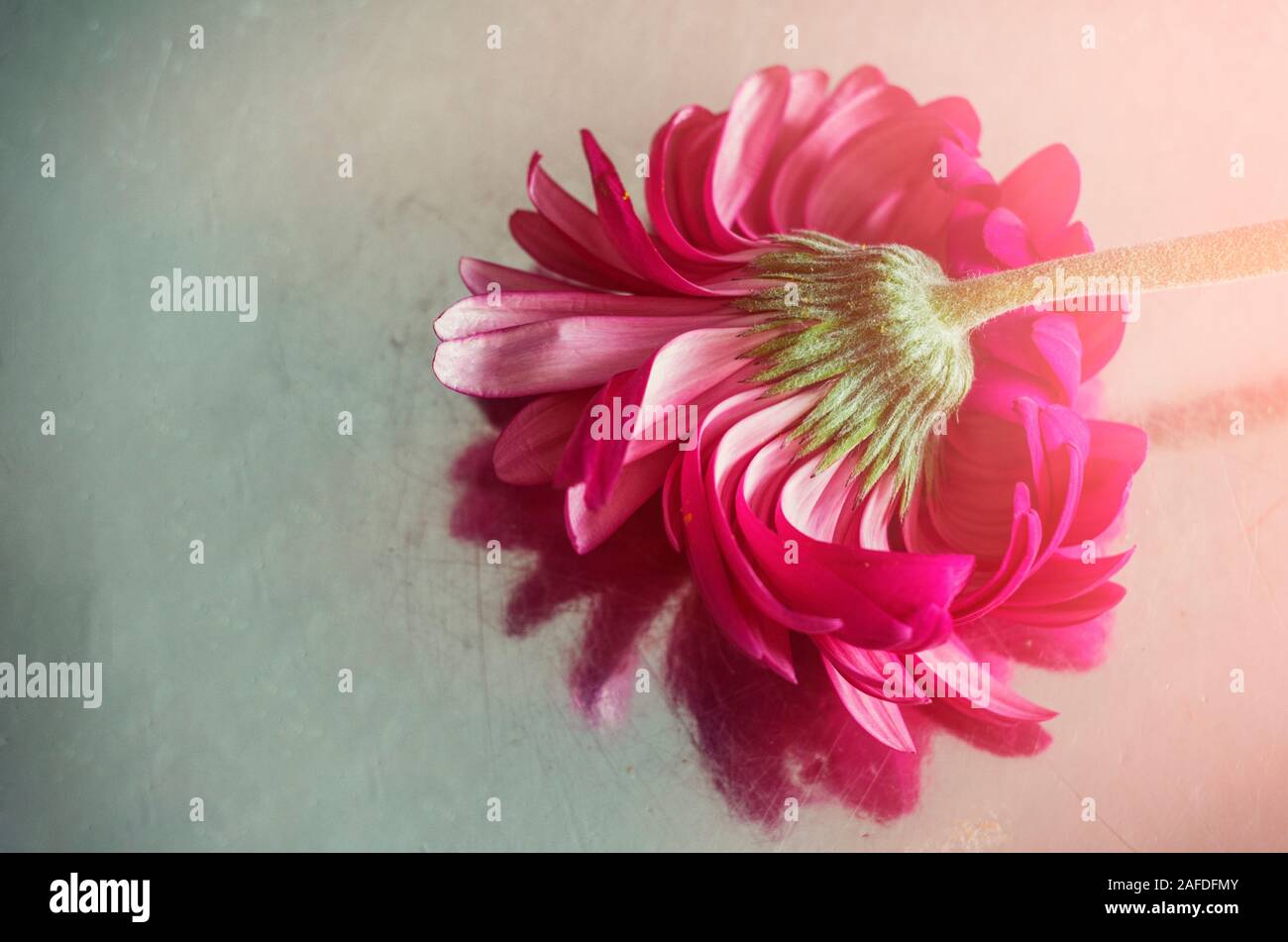 Gerbera pink on a mirror blurred background. Floral photo with place ...