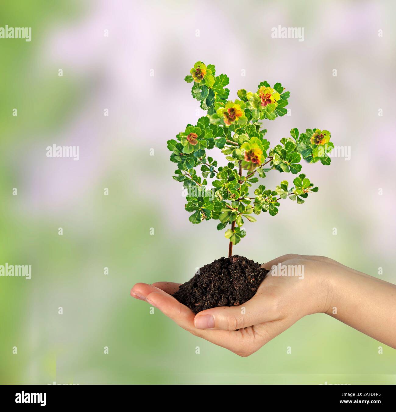 Sapling in hand Stock Photo - Alamy