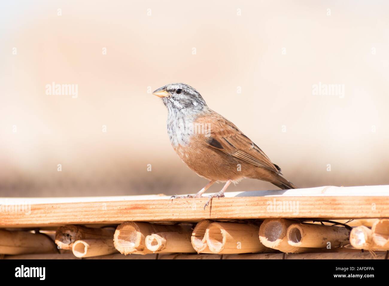 House with bunting hi-res stock photography and images - Alamy