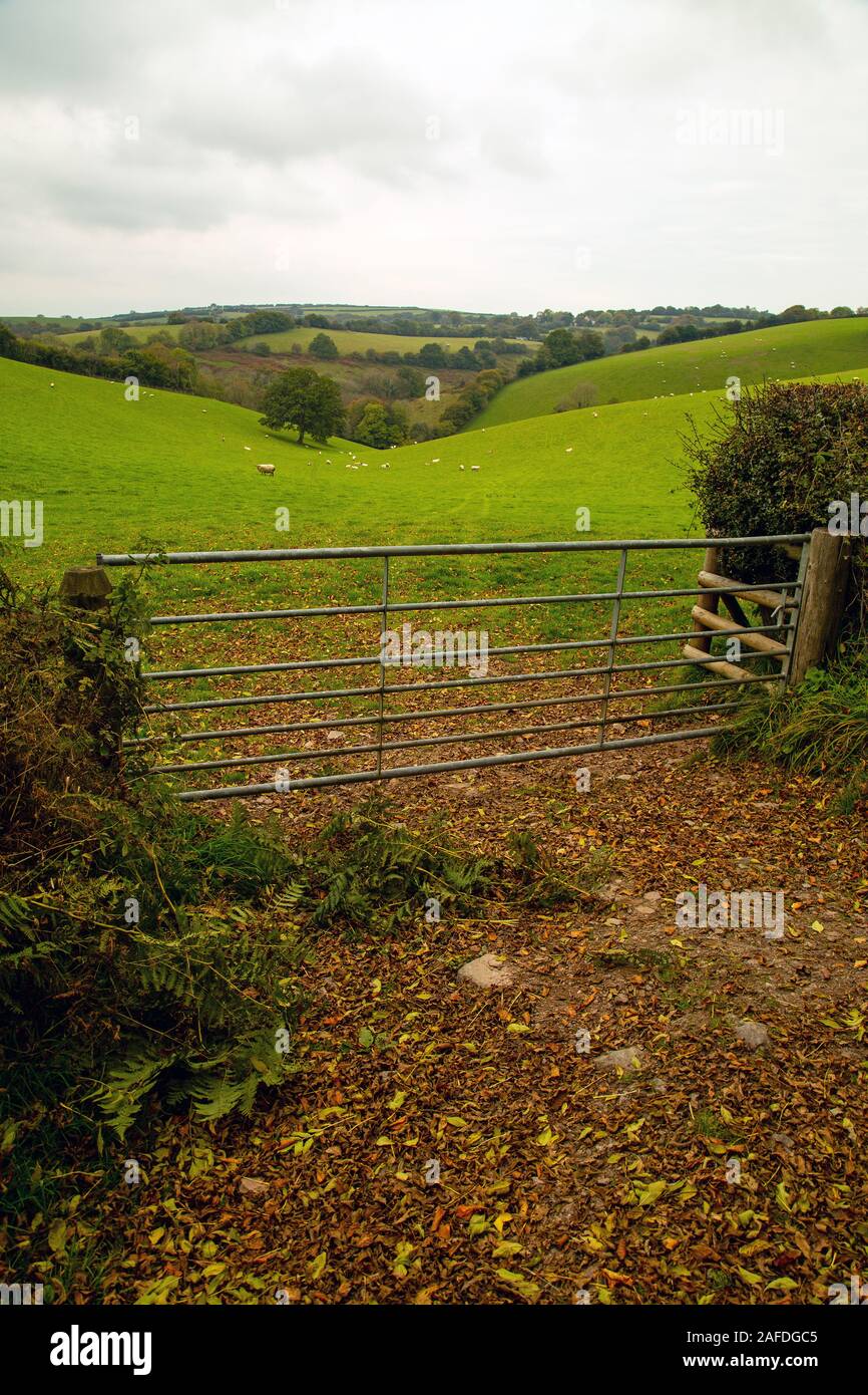 Wood gate sheep hi-res stock photography and images - Alamy