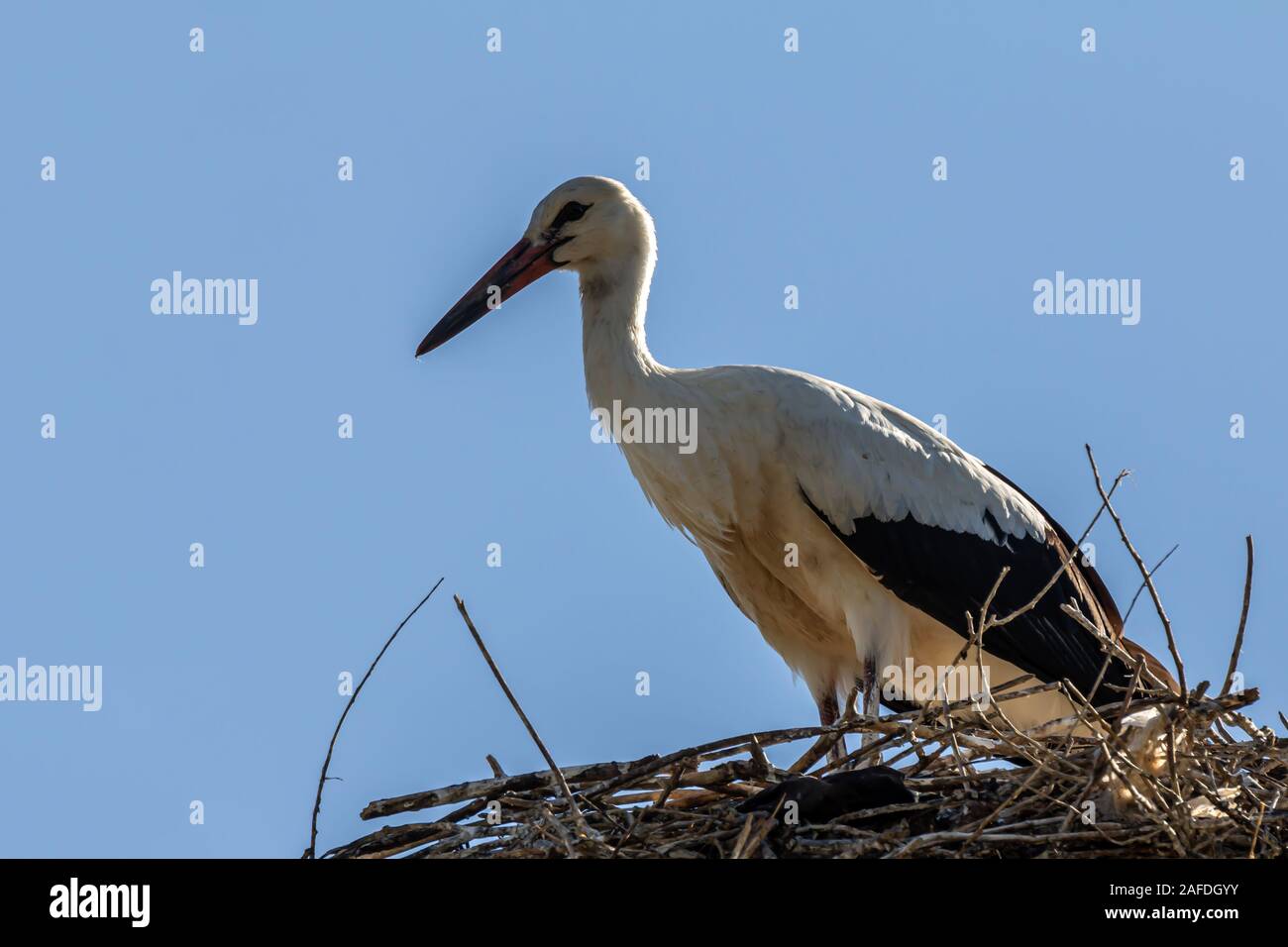 White stork, Ciconia ciconia, large bird, stork family Ciconiidae. Its ...