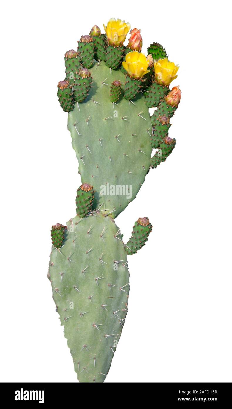 cactus isolated on white background Stock Photo - Alamy