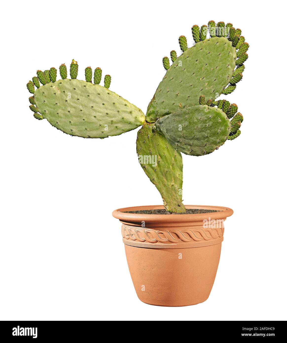 cactus isolated on white background Stock Photo - Alamy