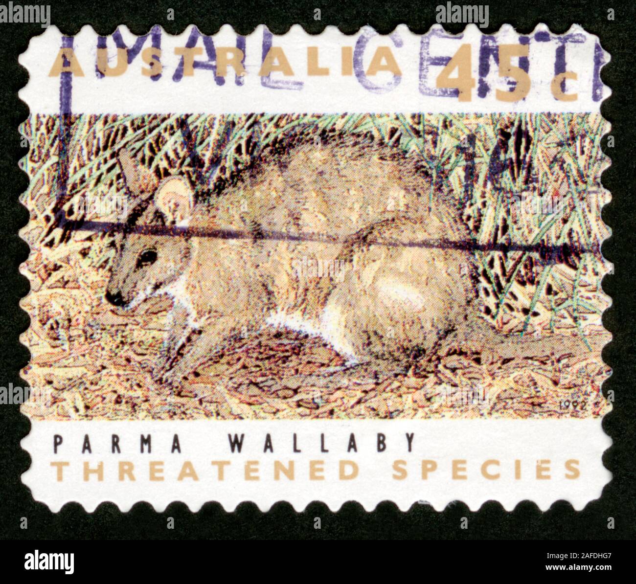 Parma wallaby image hi-res stock photography and images - Alamy