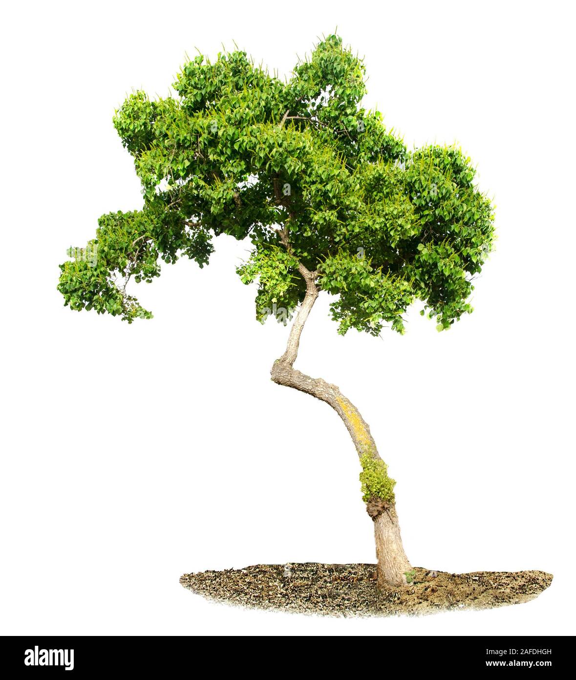 Tree isolated on white background Stock Photo - Alamy