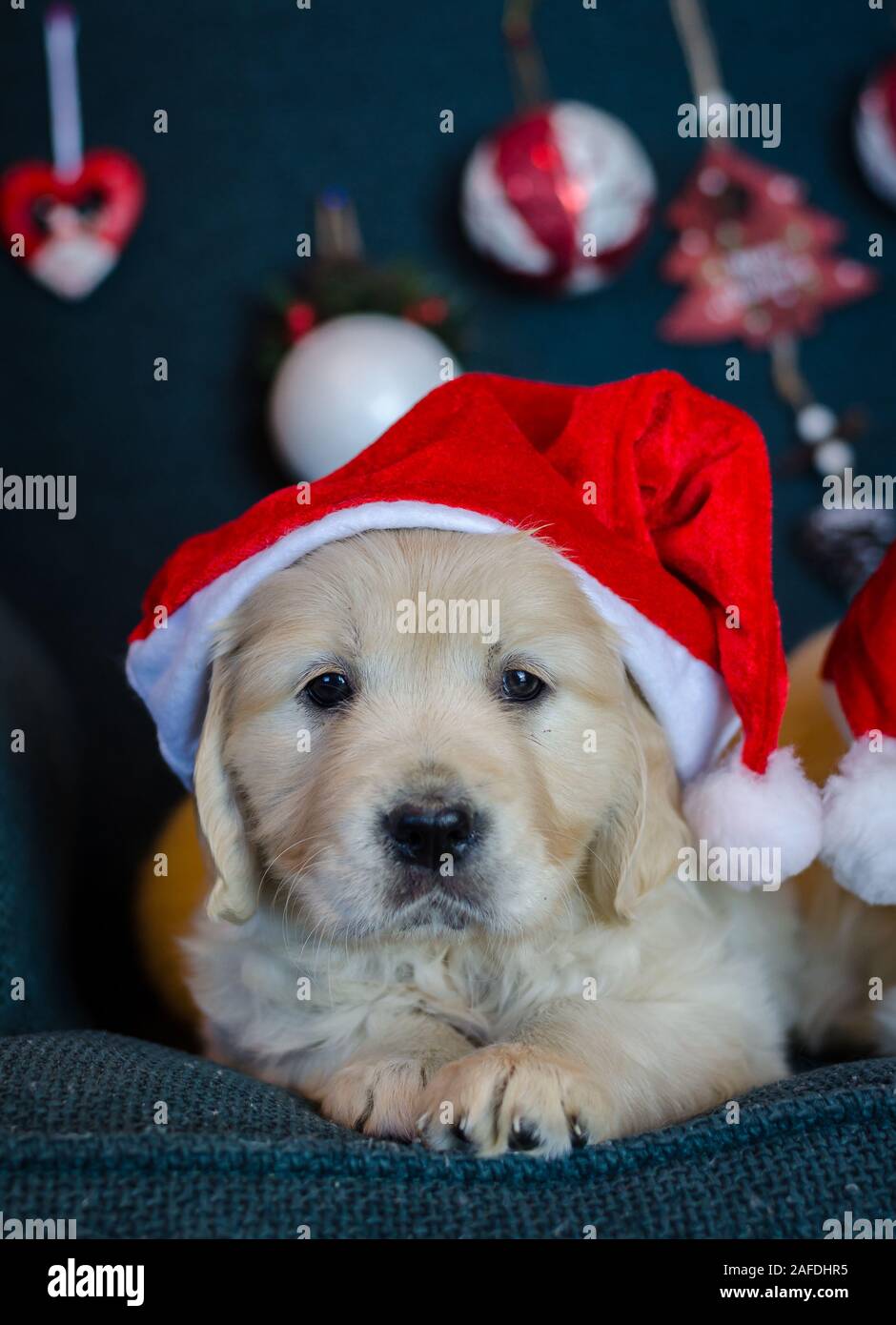 Santa Claus golden retriever puppy Stock Photo - Alamy