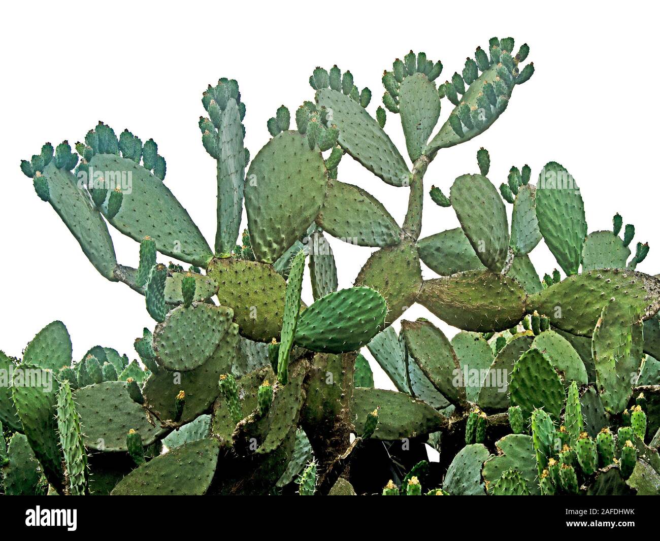 Cactus isolated on white background Stock Photo - Alamy