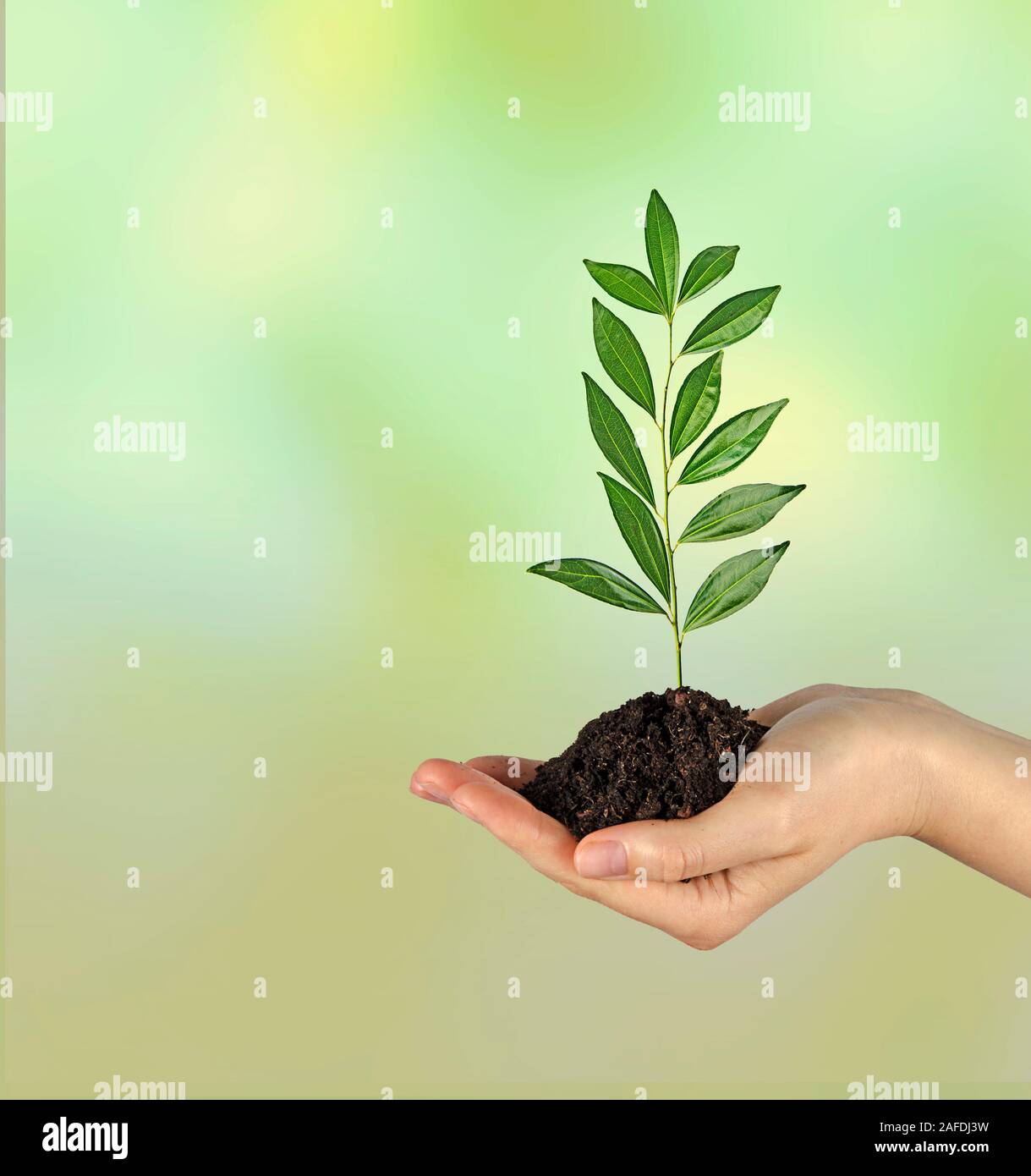 Sapling in hand Stock Photo - Alamy