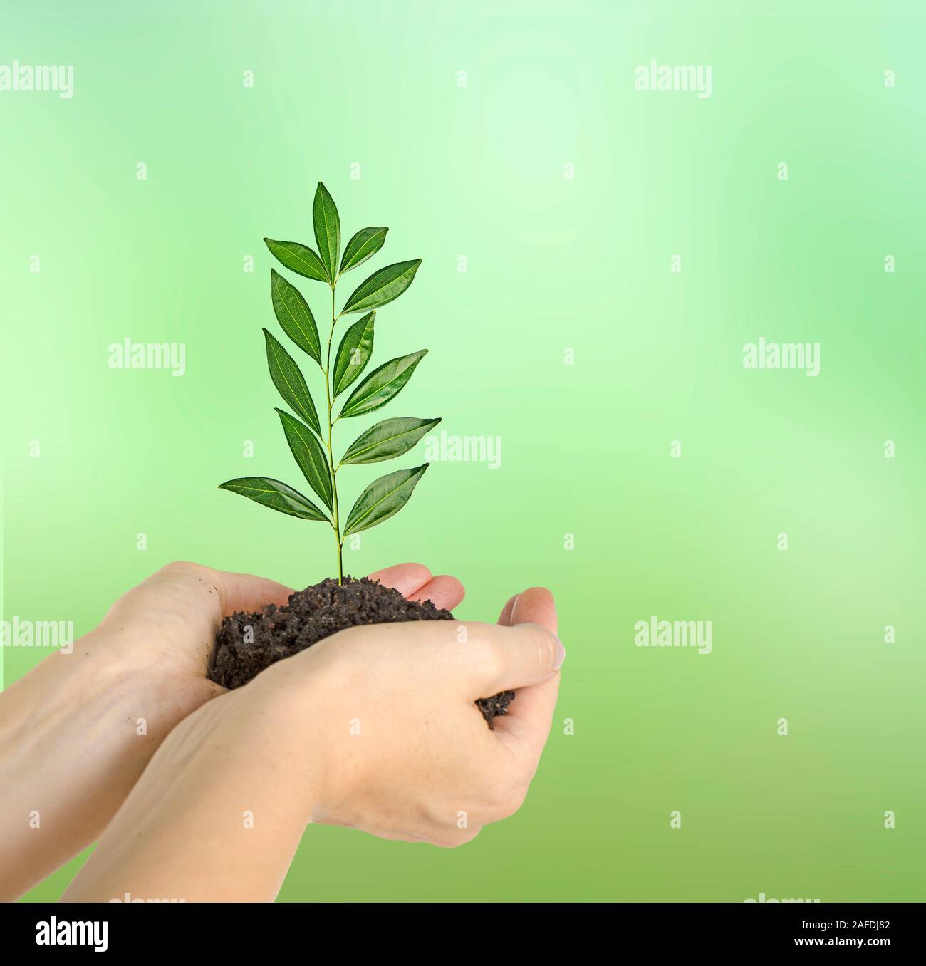Sapling in hands Stock Photo - Alamy