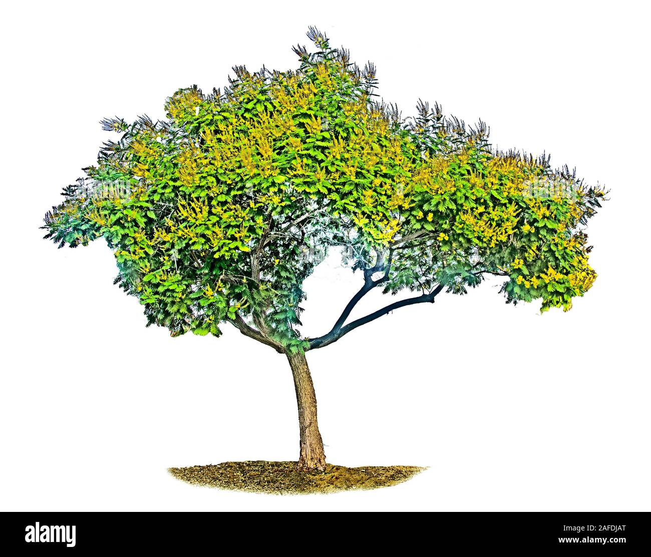 Tree isolated on white background Stock Photo - Alamy