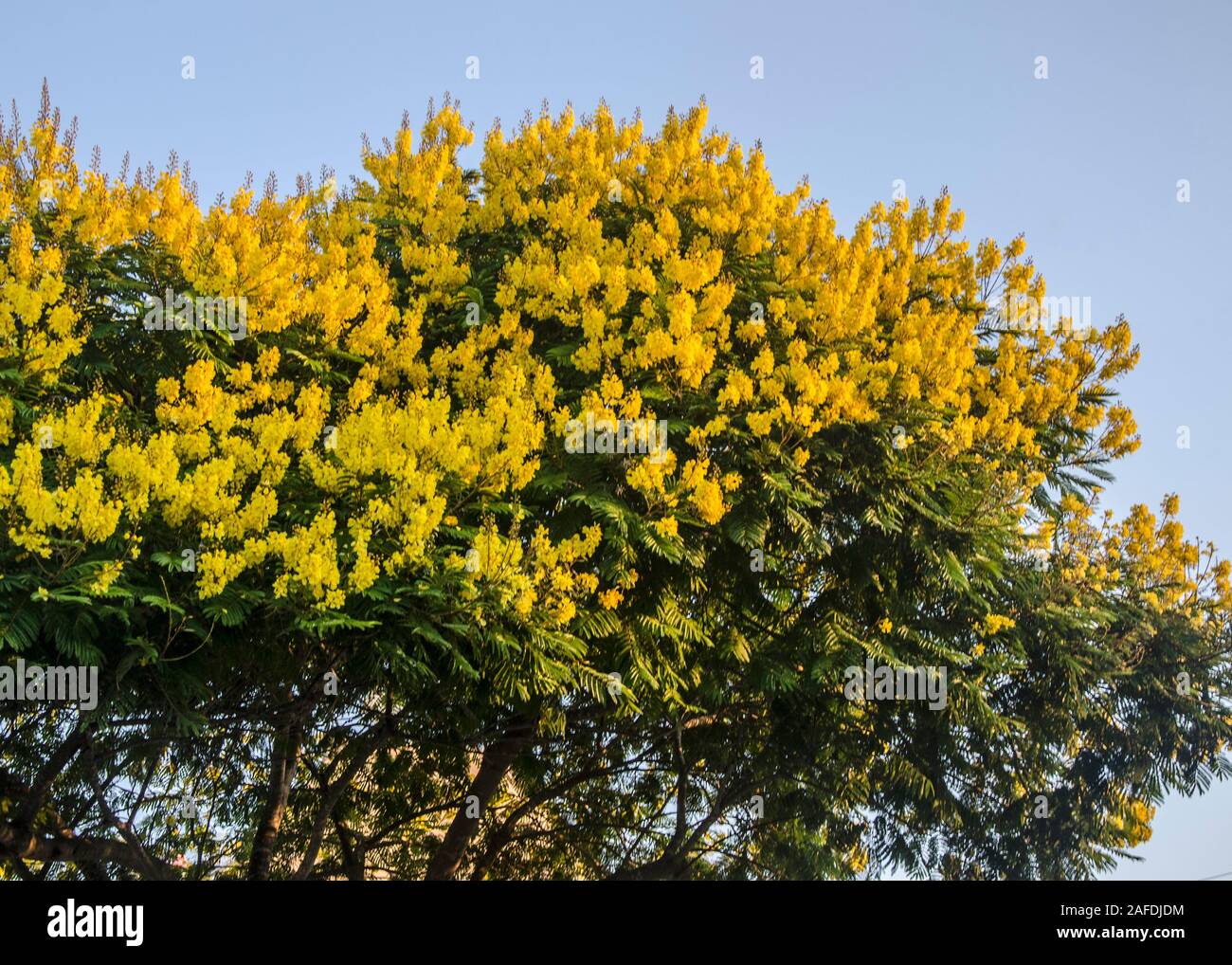 Accacia tree hi-res stock photography and images - Alamy