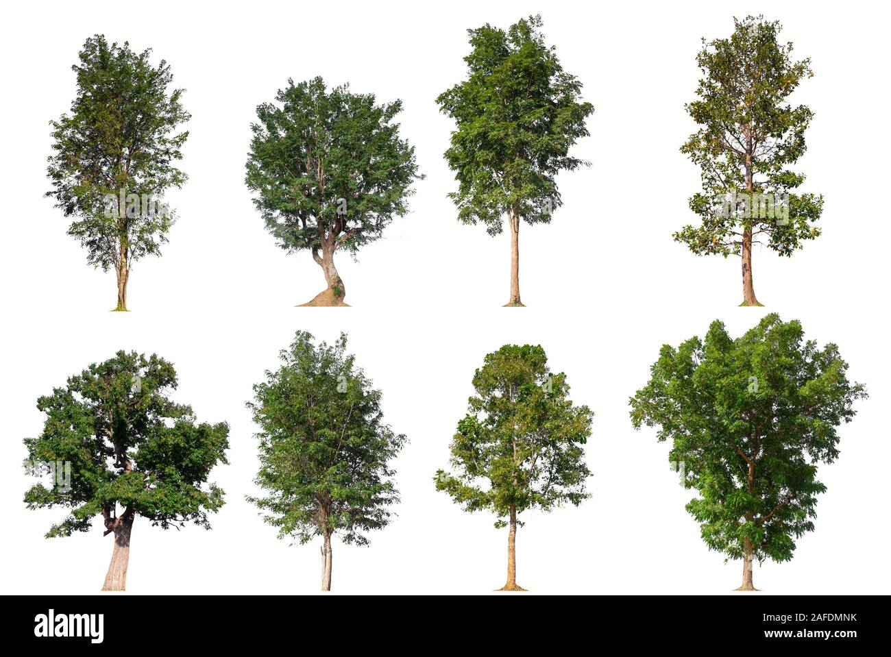 collection tree isolated on white background Stock Photo - Alamy