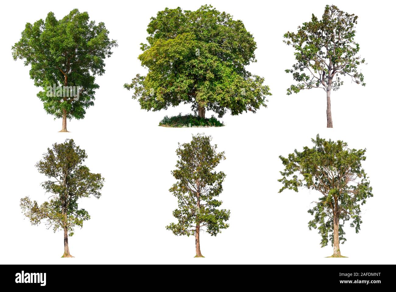 collection tree isolated on white background Stock Photo - Alamy