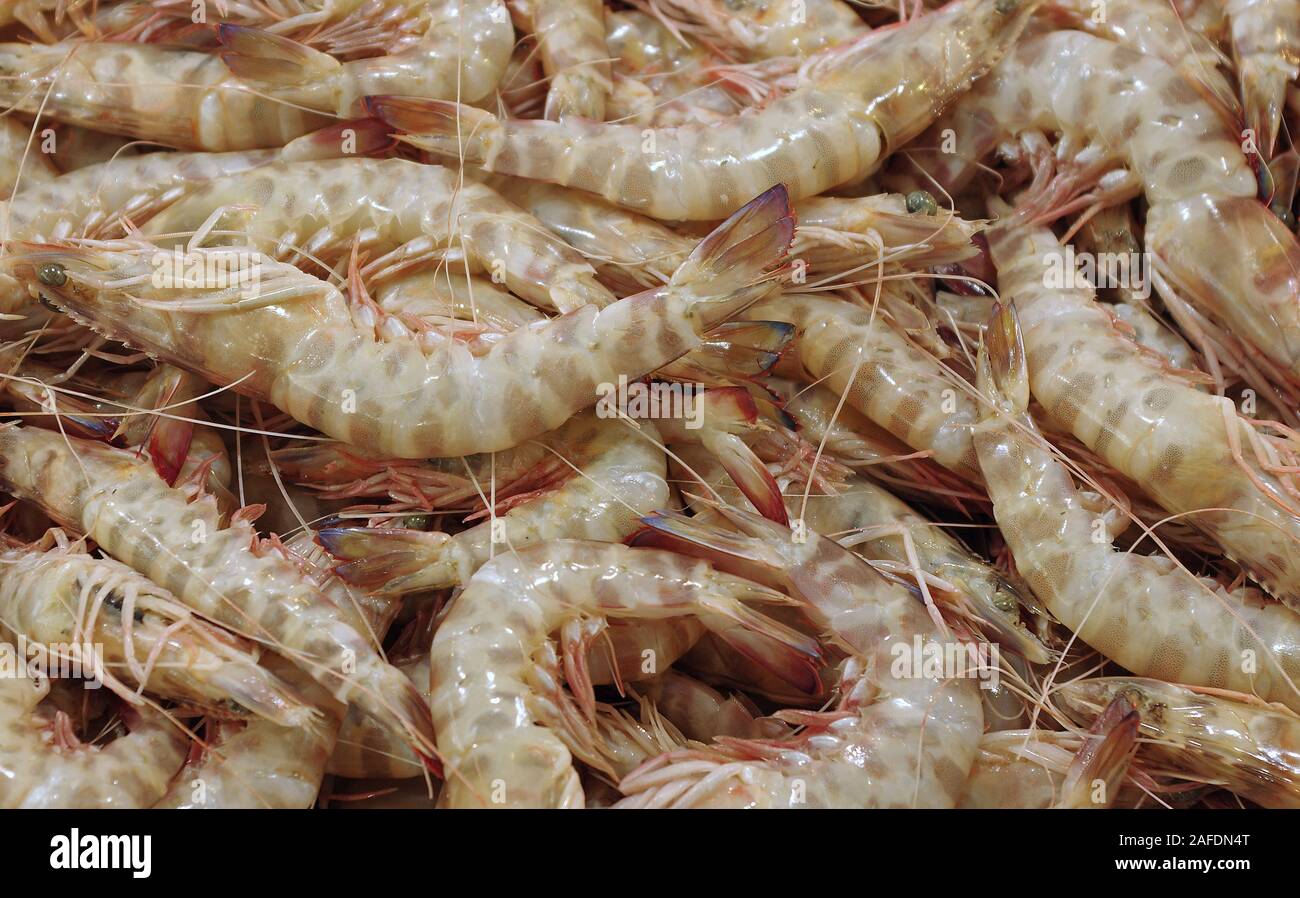 Cool shrimp hi-res stock photography and images - Alamy