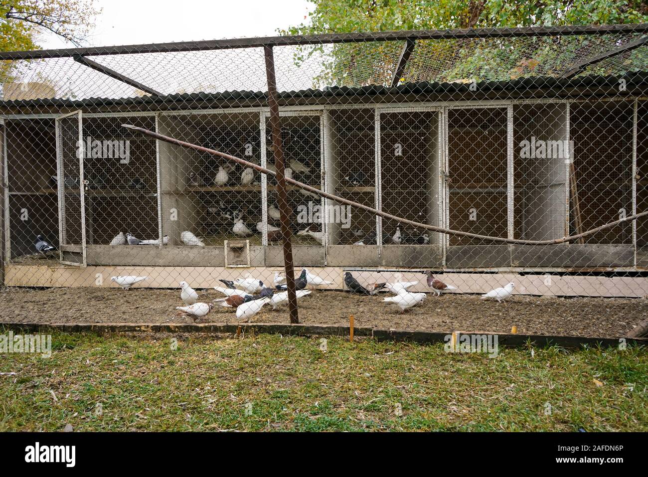 Large big Wooden dovecote. Doves eating and walking around Stock Photo ...
