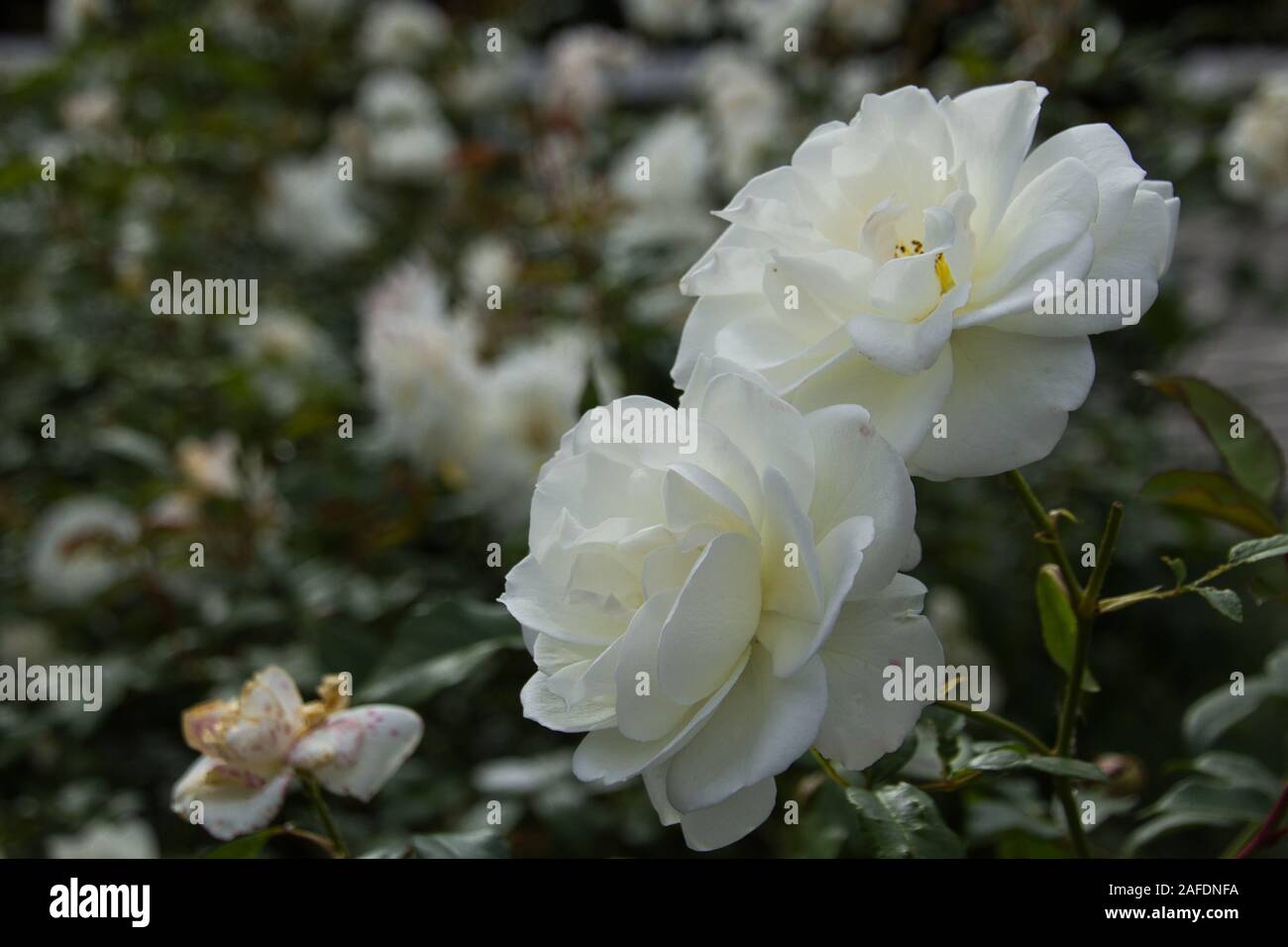 Beautiful white rose bush outdoors hi-res stock photography and images ...