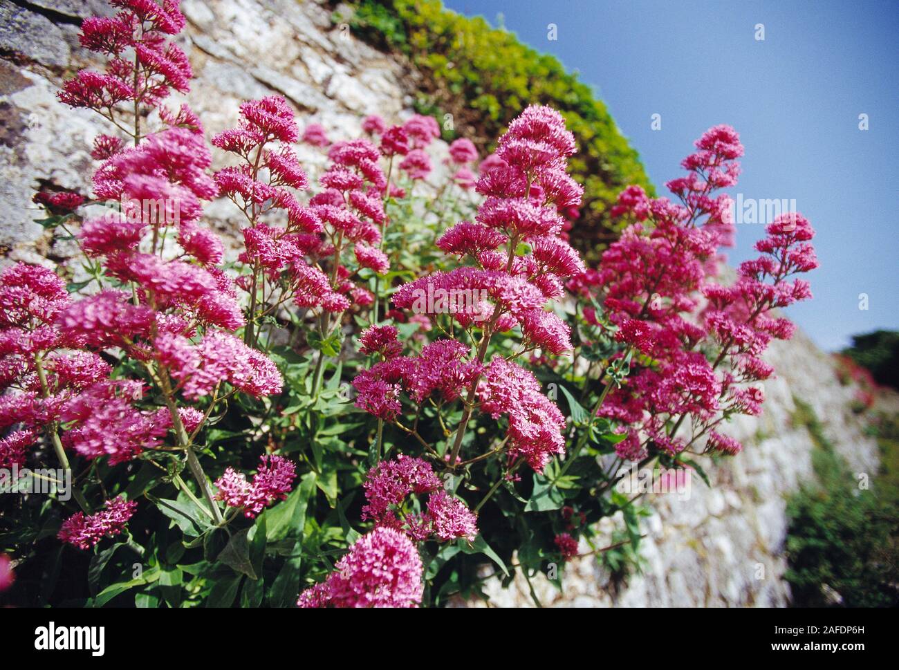Guernsey wild flowers hi-res stock photography and images - Alamy