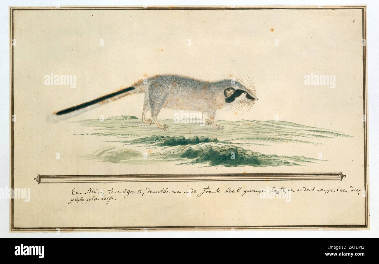 African dormouse hi-res stock photography and images - Alamy