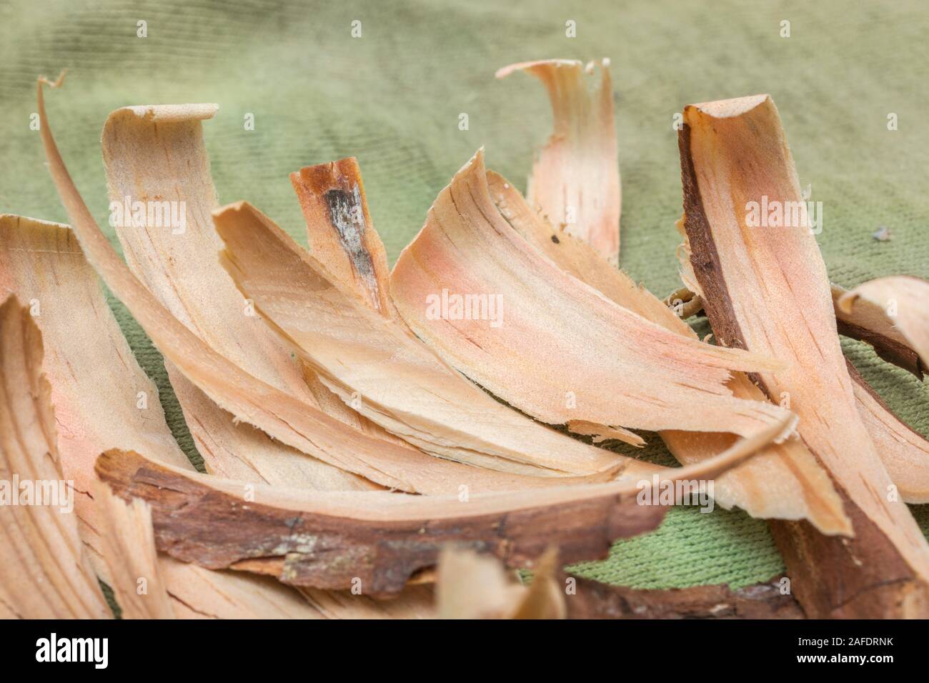 Fatwood tinder shavings from a Monteray Pine / Pinus radiata. Fatwood ...