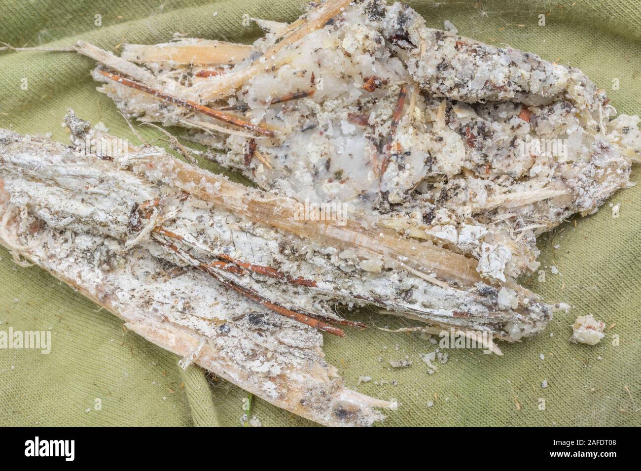 Macro close-up of pine resin from storm damaged Monterey Pine / Pinus ...