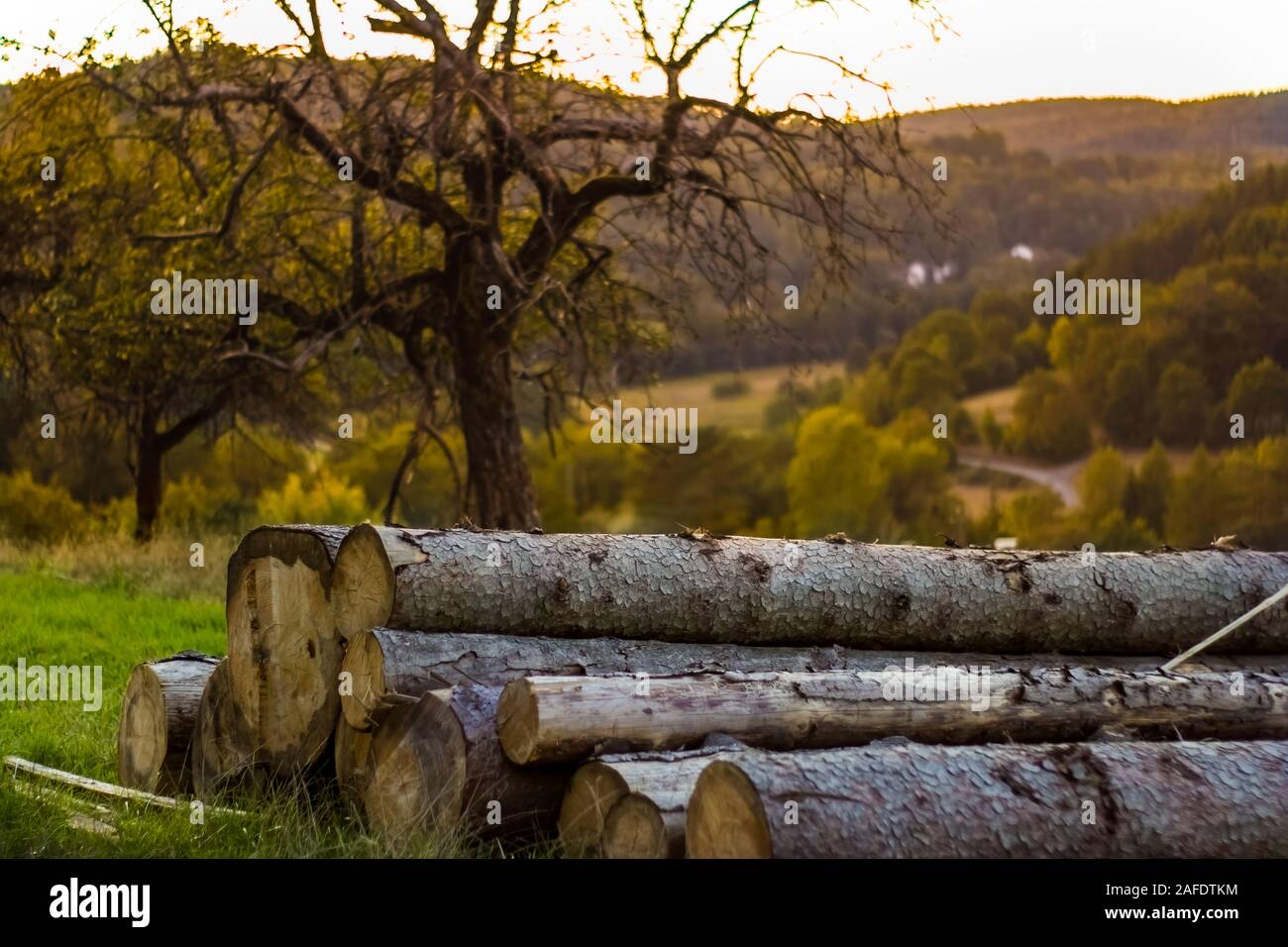 A Nature Concept Shooting: Tree Trunks on the Hill in Autumn Stock ...