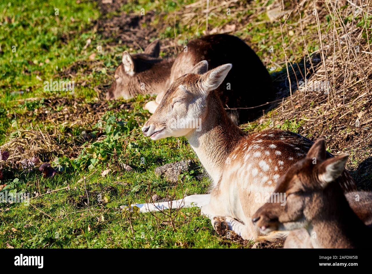 Beautiful Deer Fawns Resting on Meadow Stock Photo - Alamy