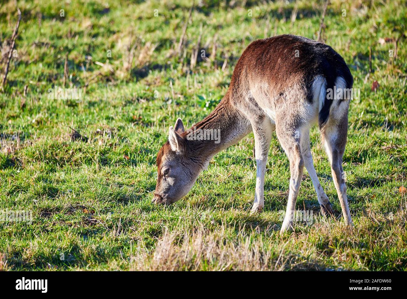 Beautiful Deer Eating Grass in the Morning Stock Photo - Alamy