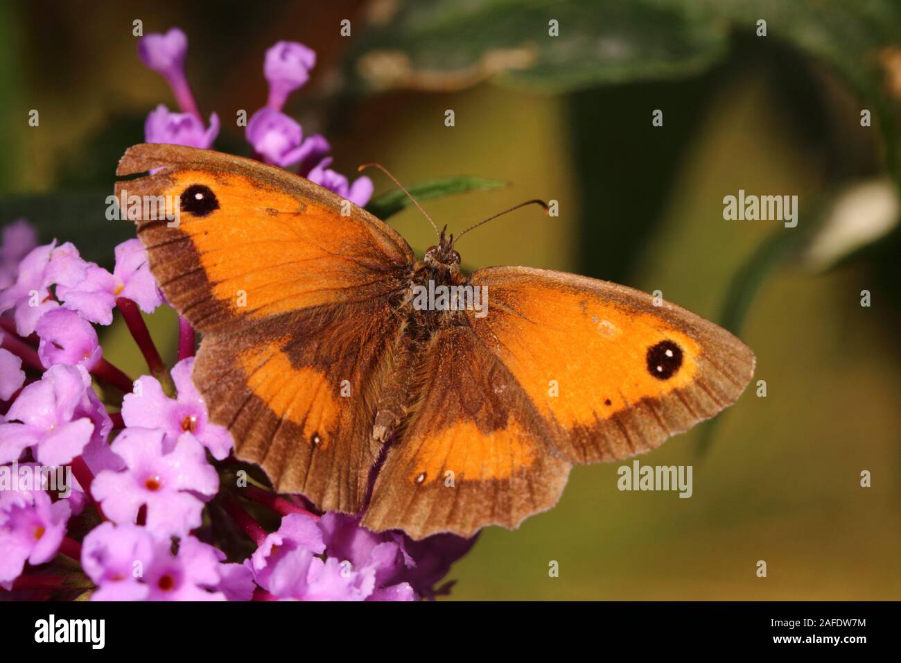 Female Gatekeeper Butterfly (with torn wing) resting on Buddleia flower ...