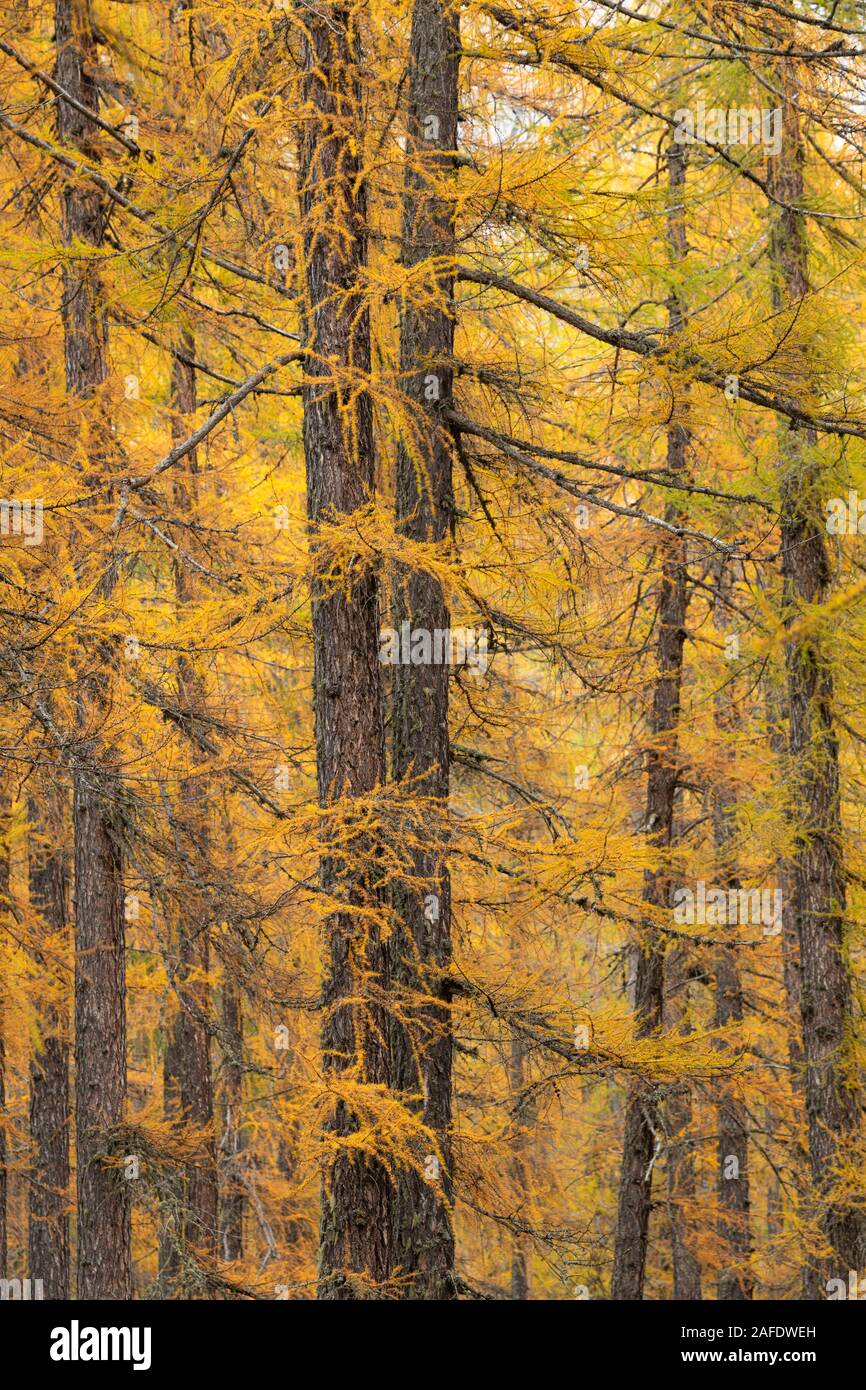 Larches in fall color hi-res stock photography and images - Alamy