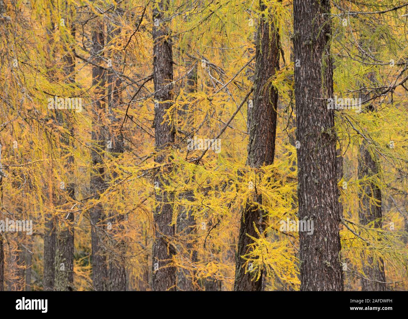Beautiful larch hi-res stock photography and images - Alamy