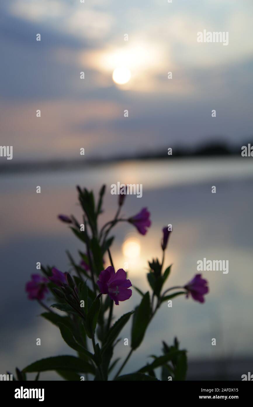sunset on the River Ancholme Stock Photo - Alamy